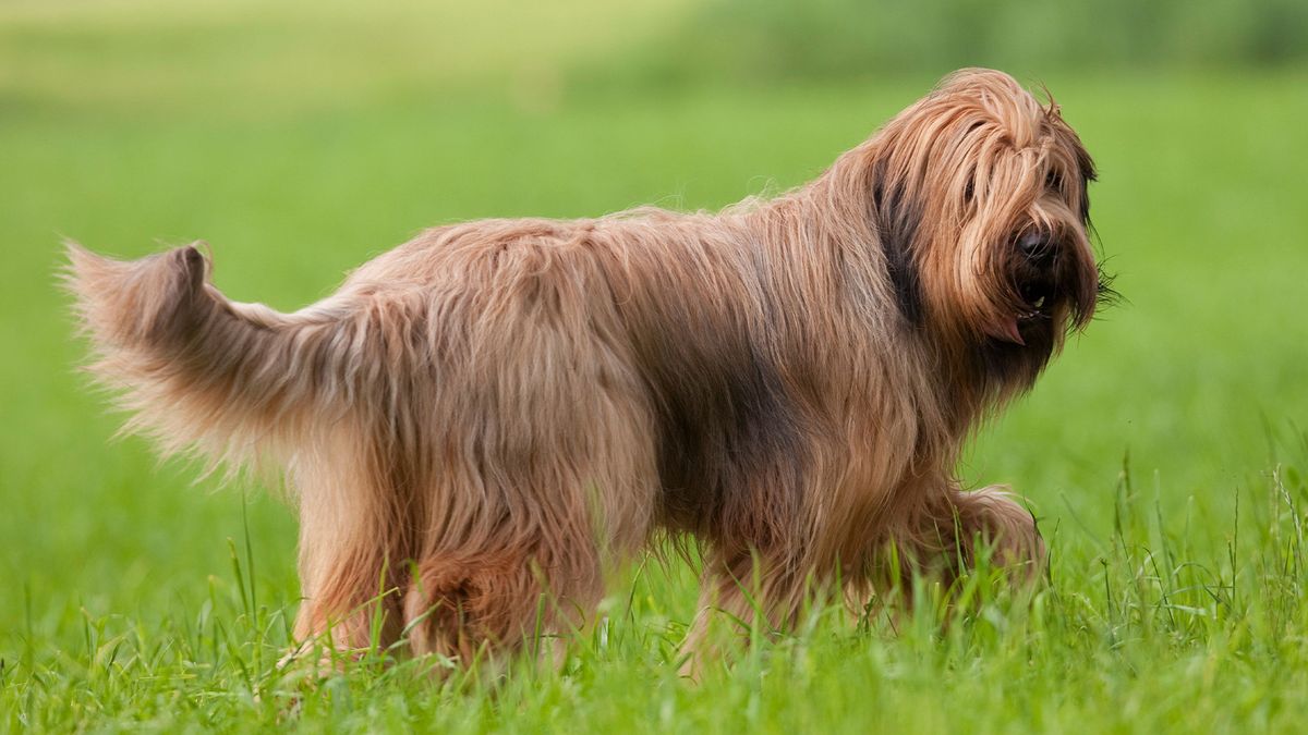 33 herding dog breeds for managing livestock | PetsRadar