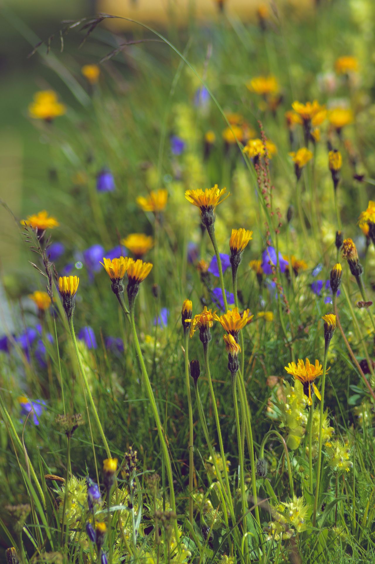 How to plant a wildflower meadow in your garden: try this alternative ...