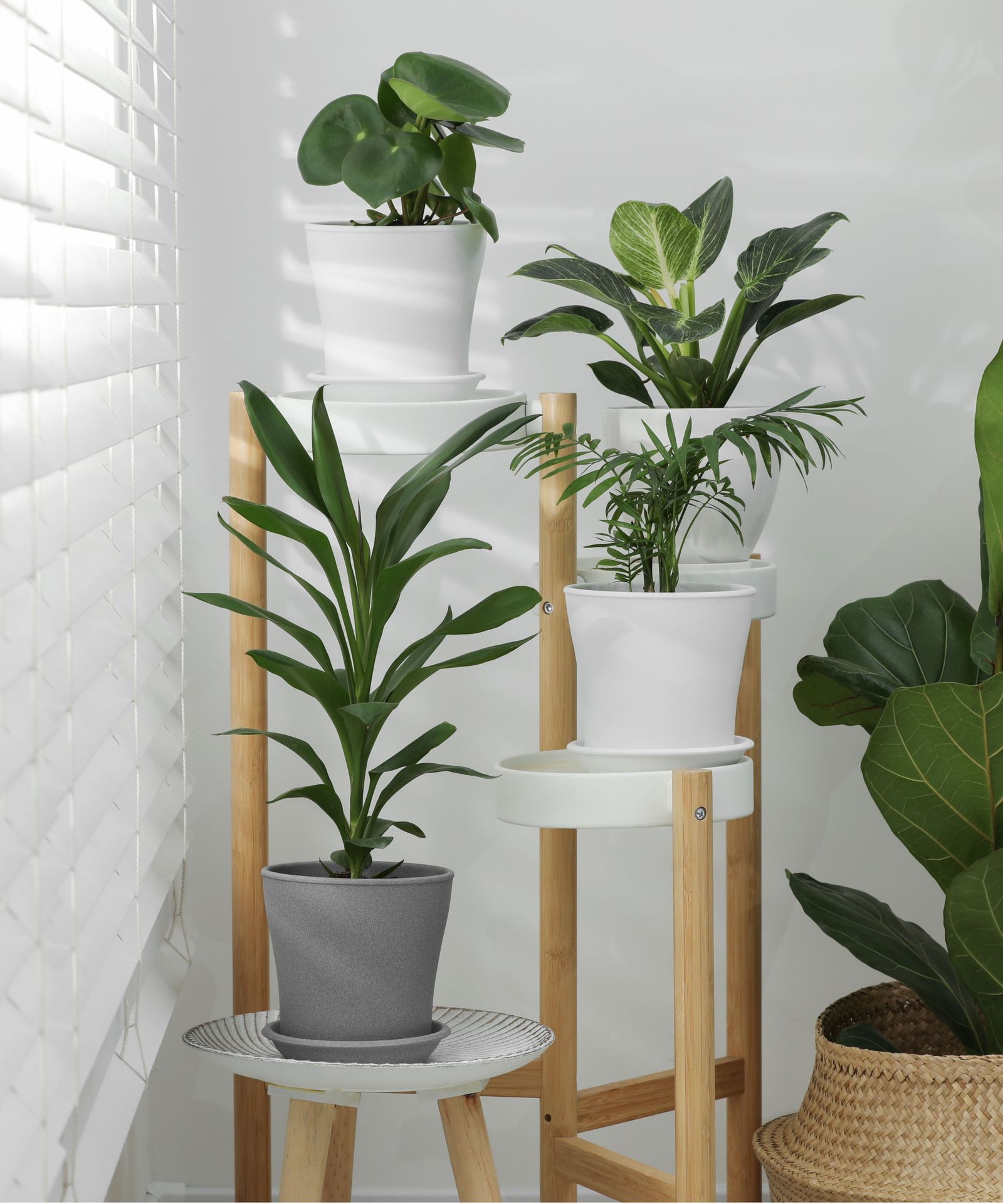 Best plant stands for indoor plants: styling tips | Homes and Gardens
