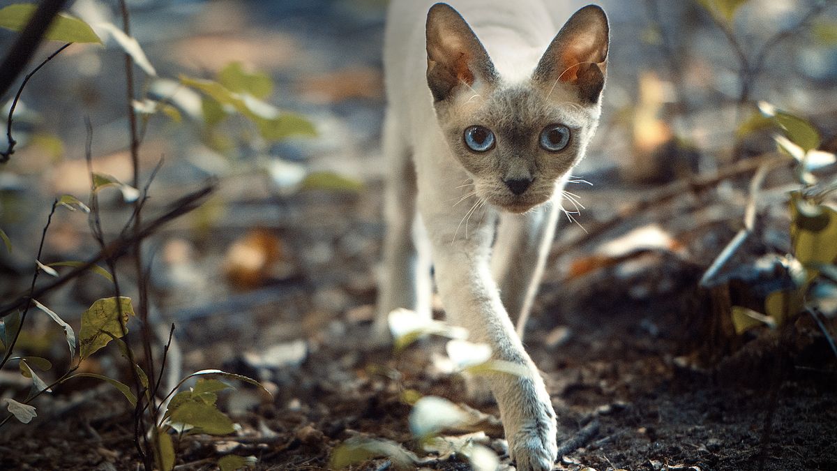 32 things to know about Devon rex cats | PetsRadar