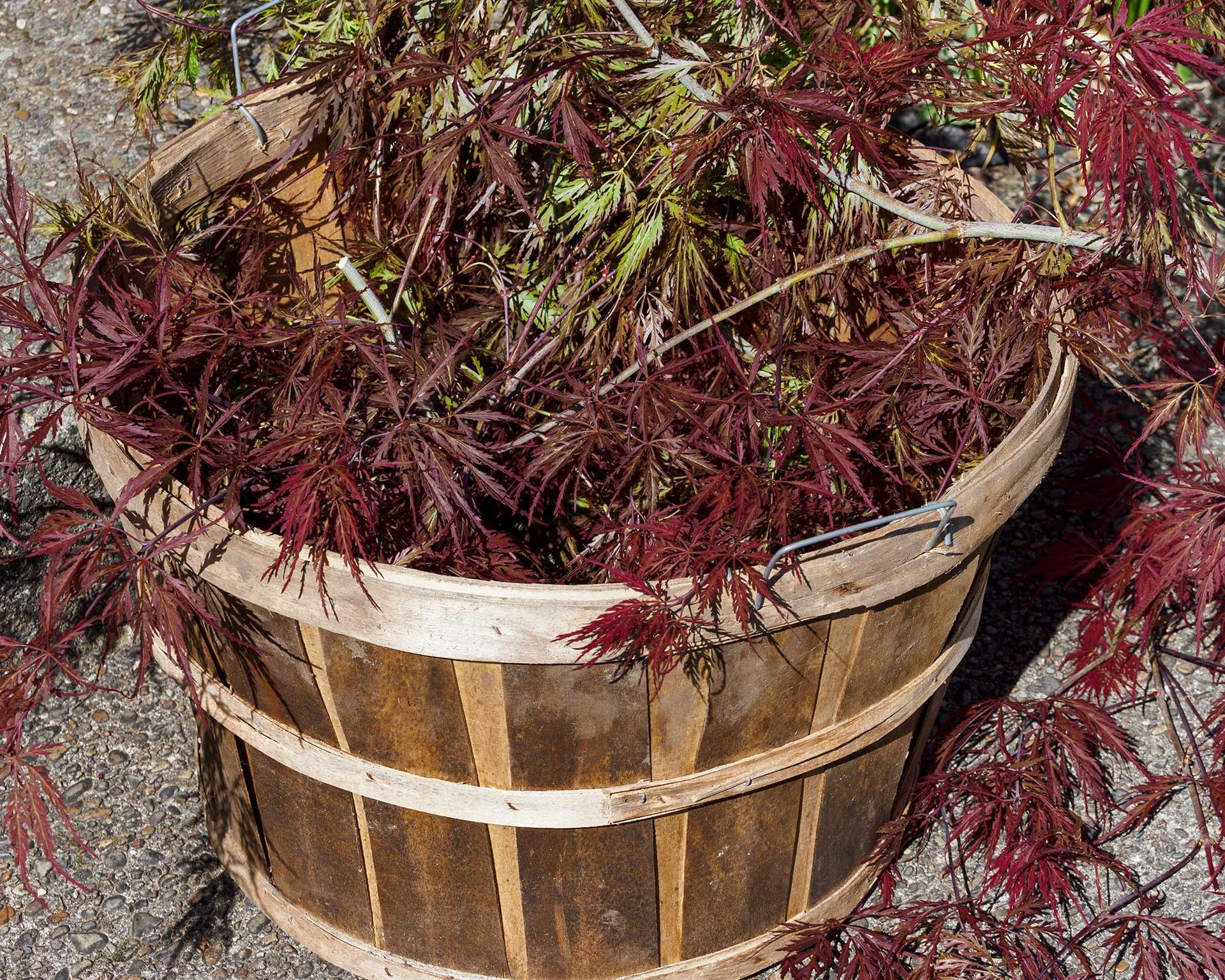 Pruning a Japanese maple: get it right with this advice | Gardeningetc