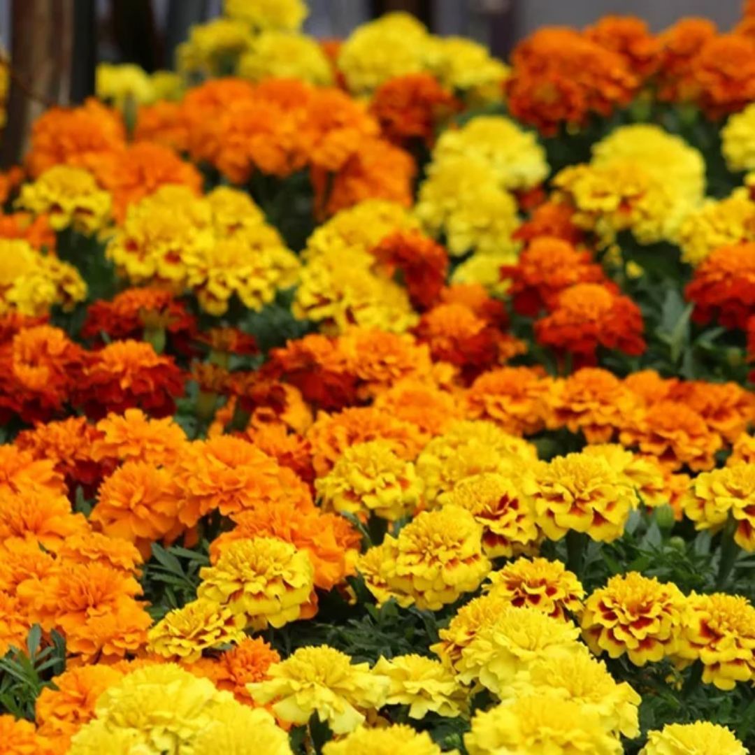 Flowers to Never Include in Window Boxes | Livingetc