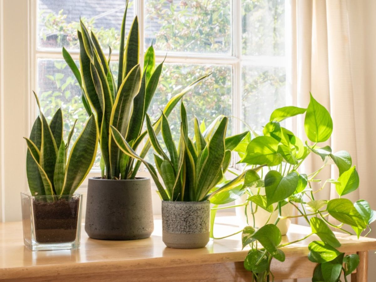 How To Grow Plants In A Plant Window | Gardening Know How