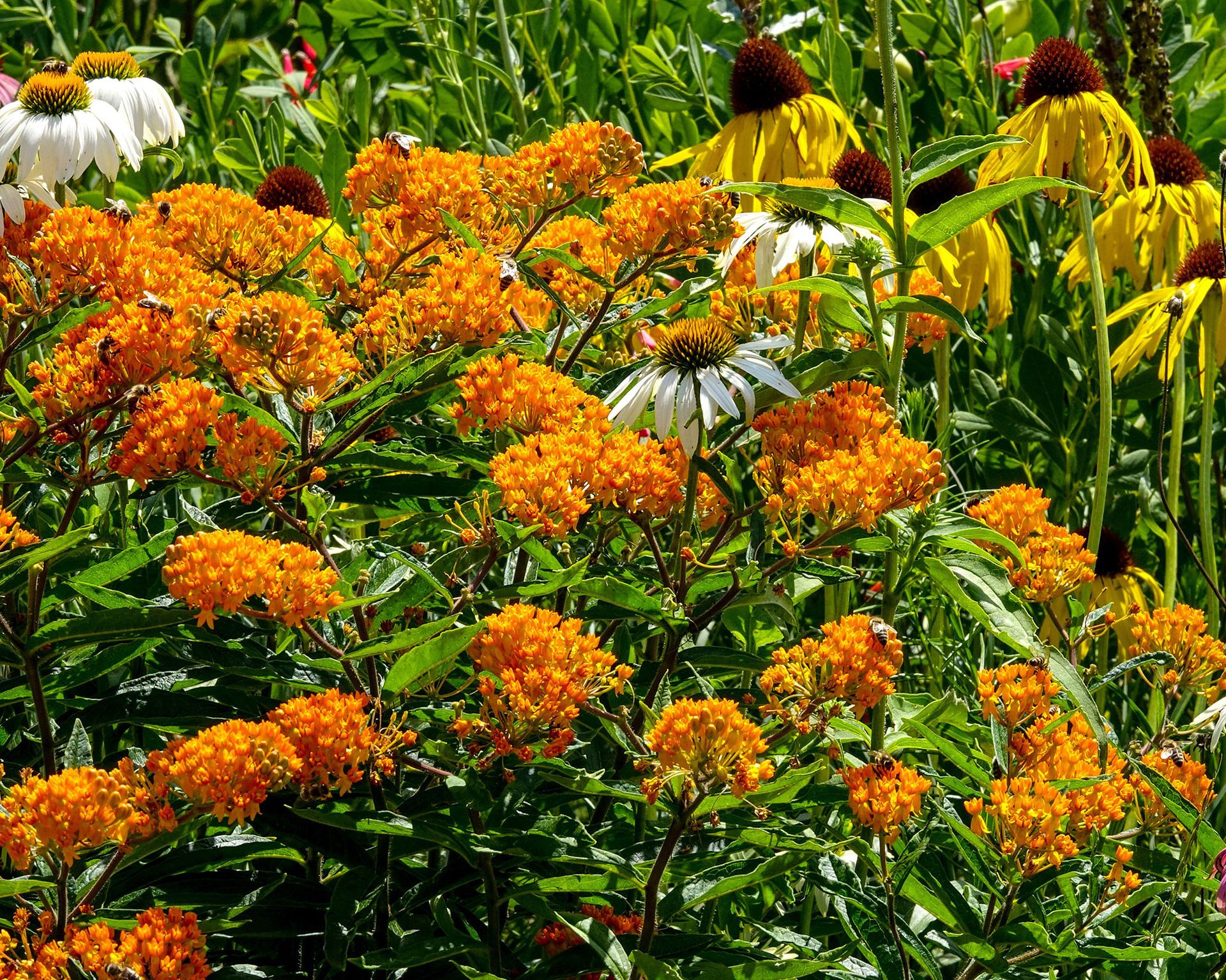 Milkweed care and growing guide: expert tips for success | Gardeningetc