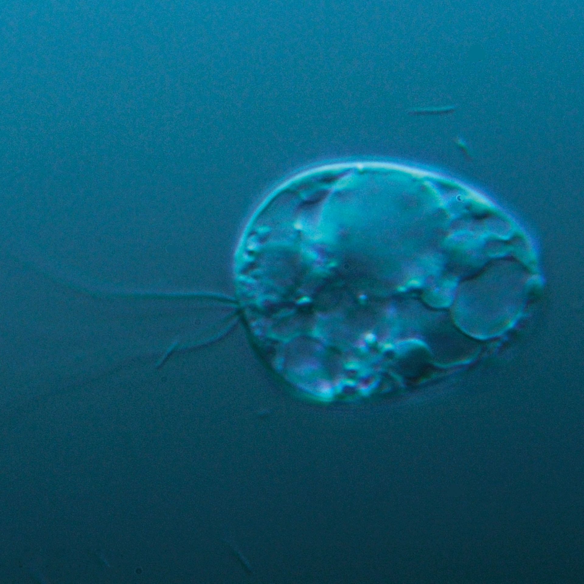 Strange Organism Has Unique Roots in the Tree of Life | Live Science