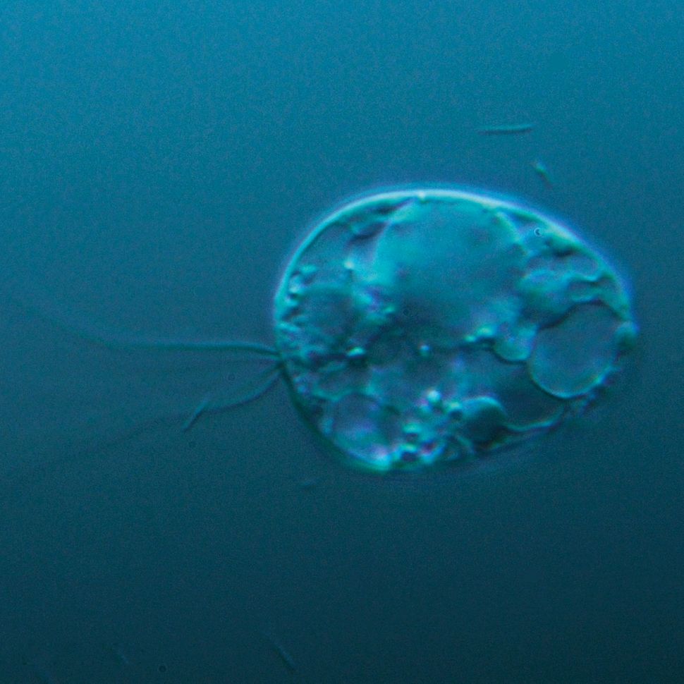 Strange Organism Has Unique Roots in the Tree of Life | Live Science