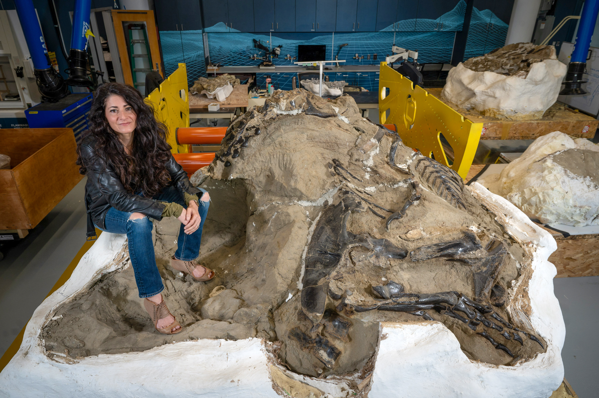 Nanotyrannus isn't a 'mini T. Rex' after all — it's a new species ...