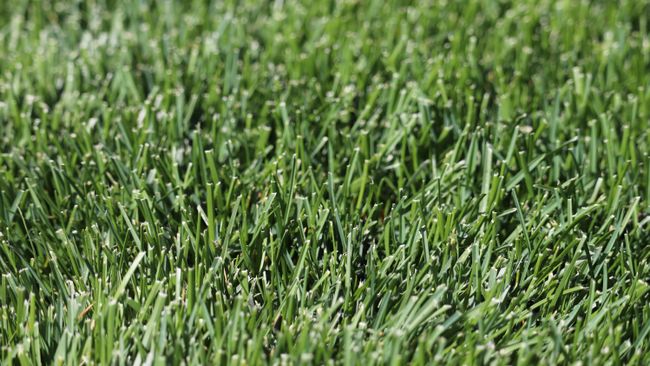 7 of the best grass types to grow — and which to get | Tom's Guide