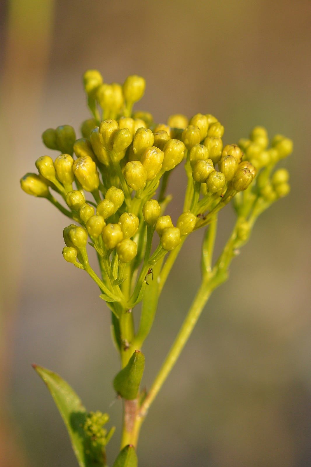 Ohio Goldenrod Care – Learn About Growing Ohio Goldenrod Plants ...