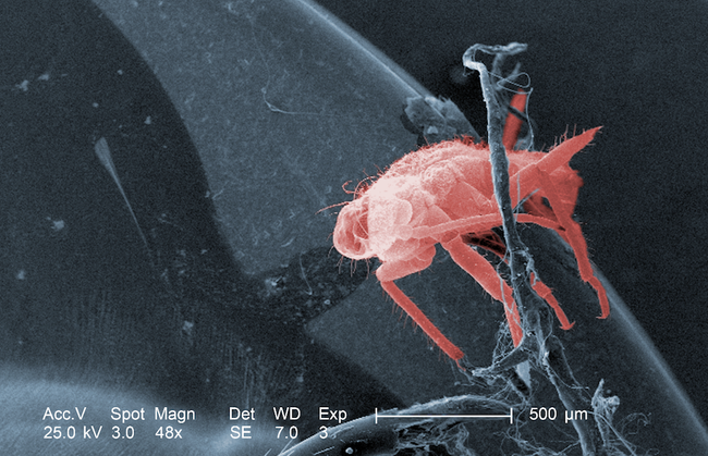 Magnificent Microphotography: 50 Tiny Wonders: Page 2 | Live Science