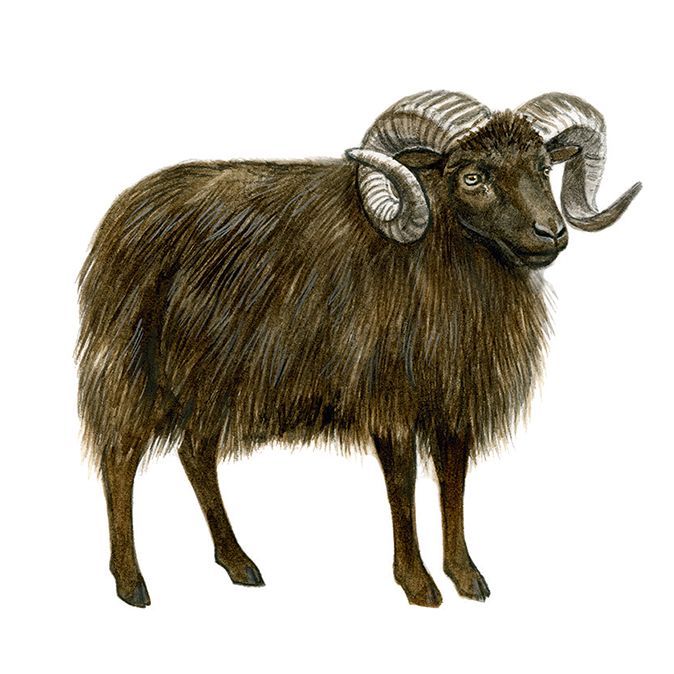 21 native British sheep breeds and how to recognise them | Country Life