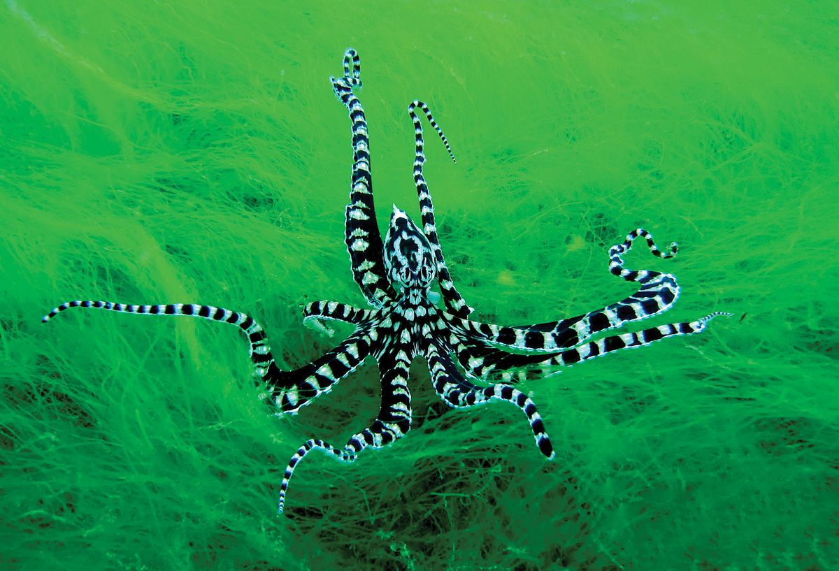 I’ll never forget swimming for my life in pursuit of whale shark photos ...