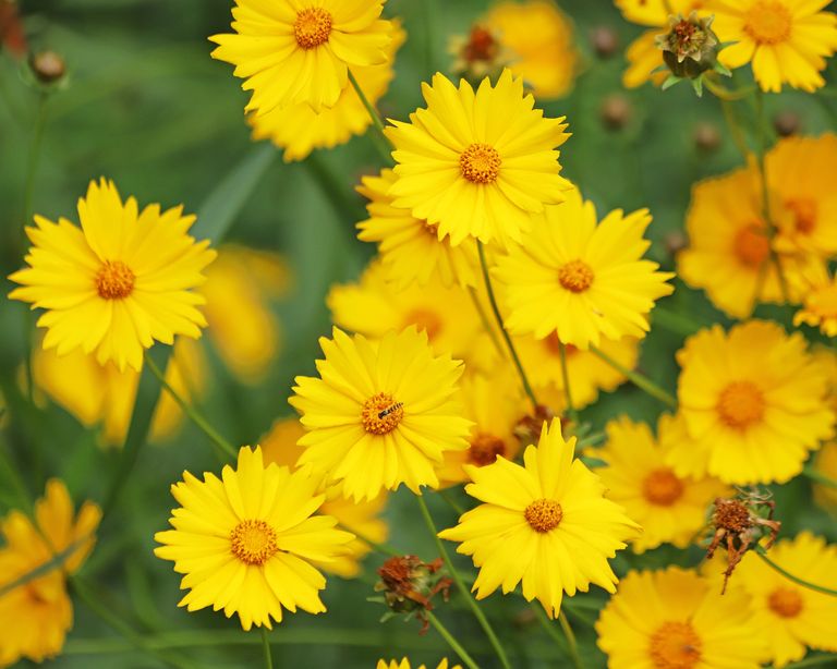 7 flowering perennials that thrive on neglect | Gardening Know How