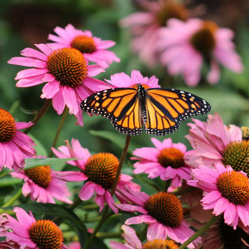 8 Butterfly Host Plants That Are Beautiful & Low-Maintenance ...