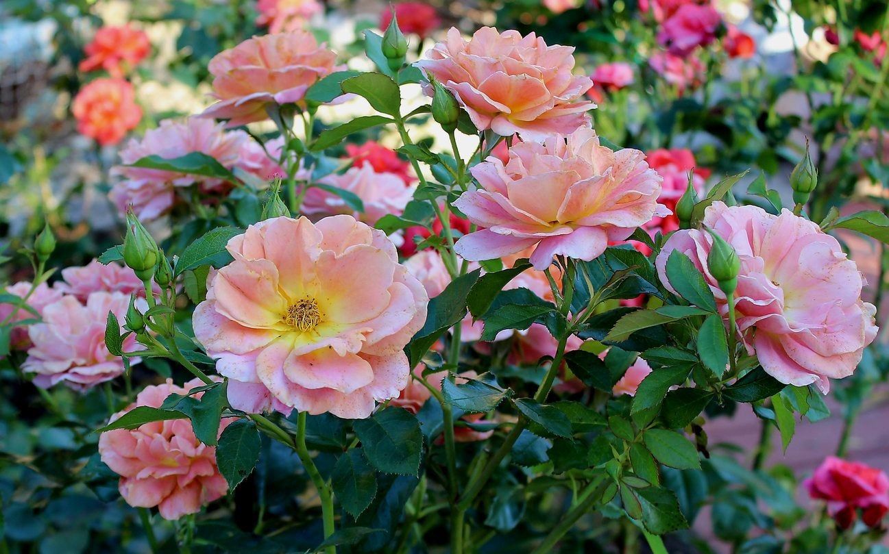 Choosing Low Maintenance Roses - What Are The Best Roses For Beginners ...