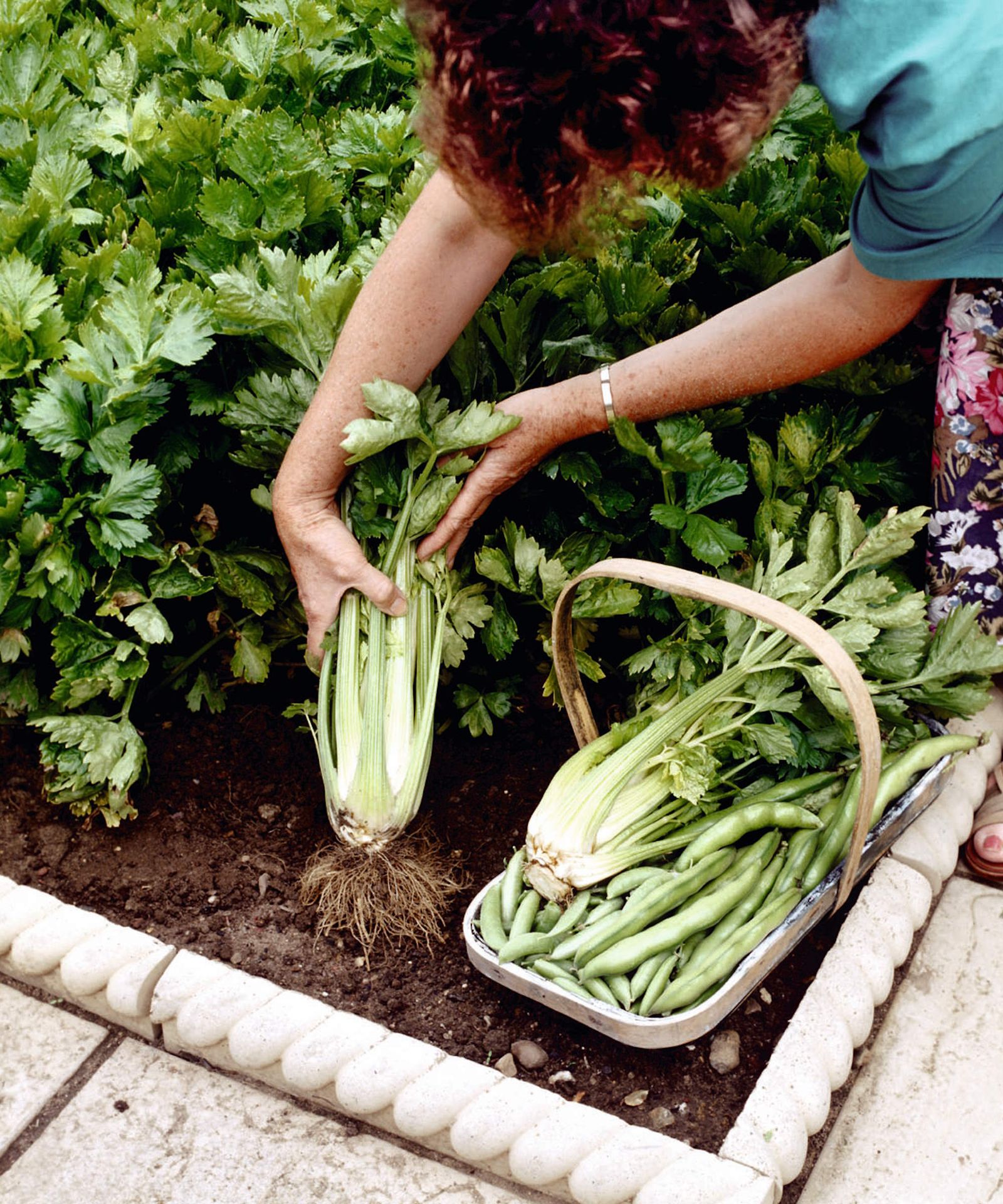 Expert tips for when and how to harvest celery | Homes and Gardens
