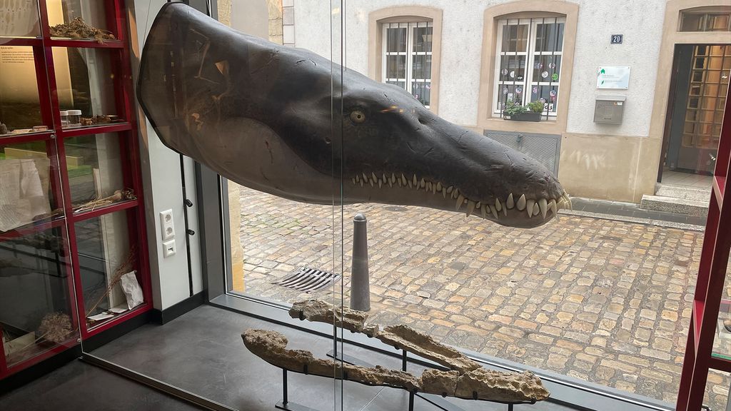 Jurassic pliosaur 'megapredator' was a giant 'sea murderer' | Live Science