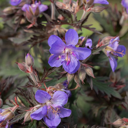 Why are my geranium leaves turning red? Experts explain | Ideal Home