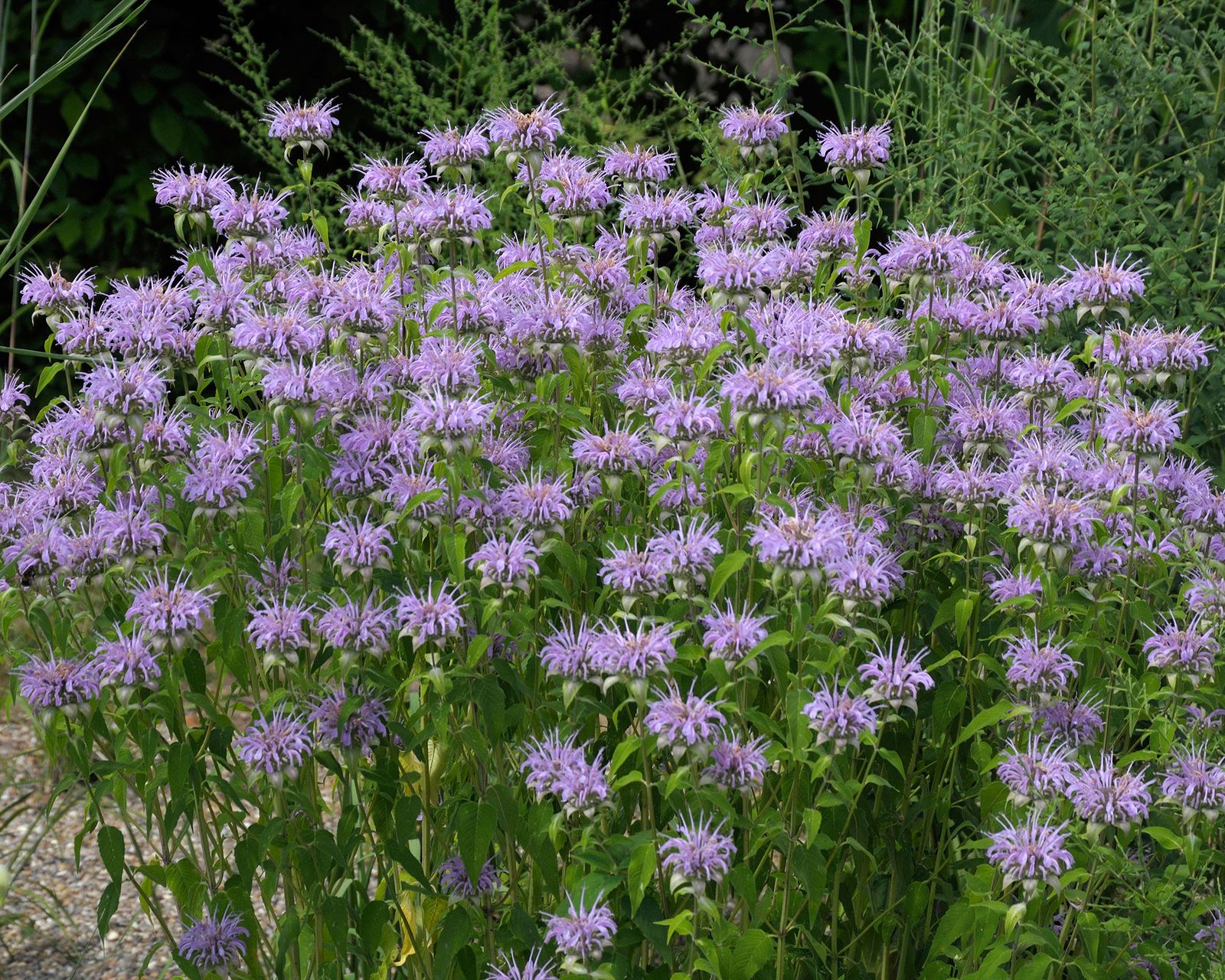 Deer-resistant plants: 10 options to grow in your yard | Gardeningetc