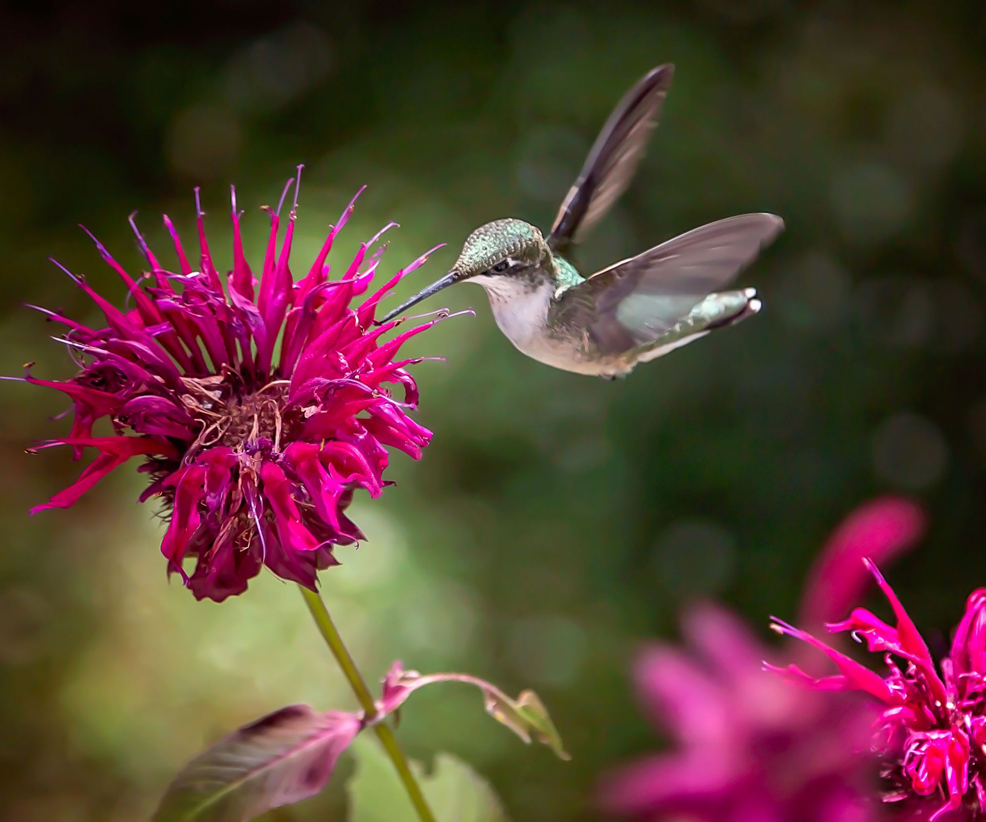 Grow These 10 Full Sun Hummingbird Plants For Happy Hummers | Gardening ...