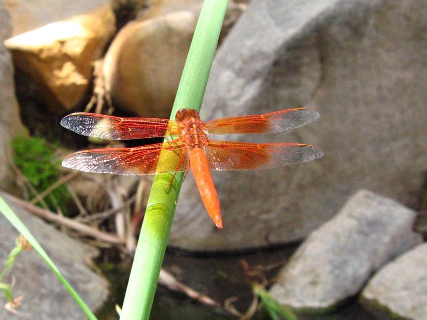 Photos: Amazing Insects of the North American Deserts: Page 2 | Live ...