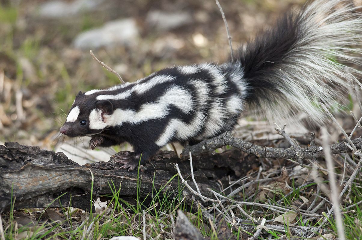 Ancient Climate Change Affected Skunks' DNA | Live Science