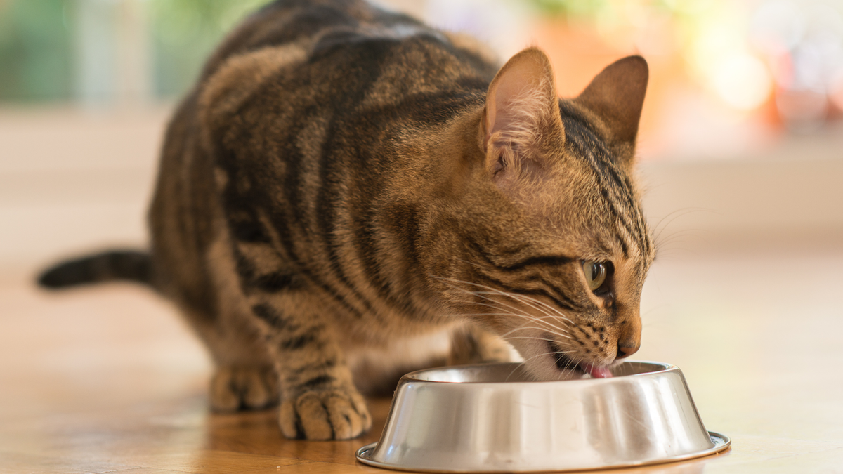 Cat eating too fast: How to help if your cat overeats too quickly ...
