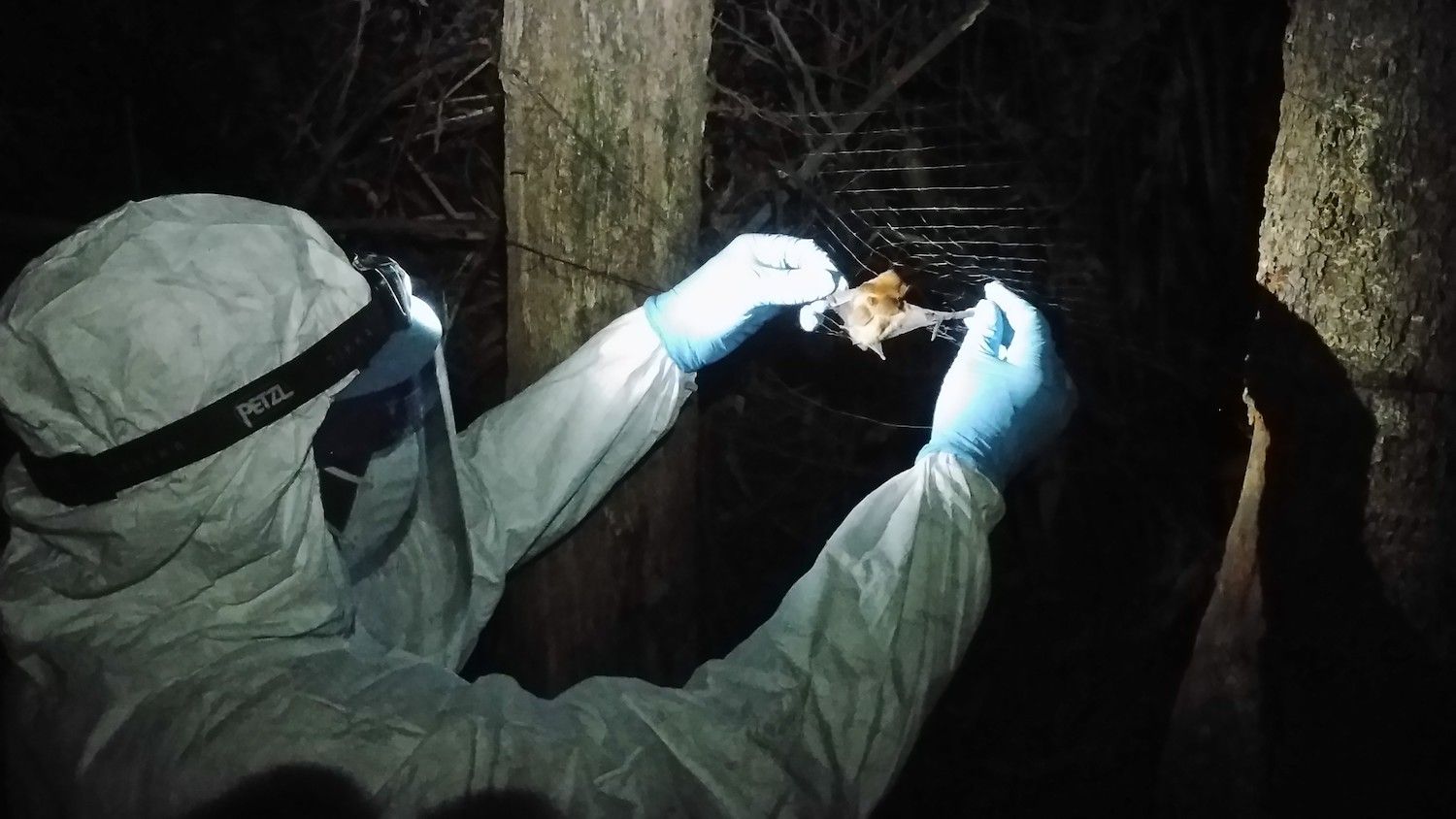 Scientists Discover a Sixth Species of Ebola Virus — in Bats | Live Science