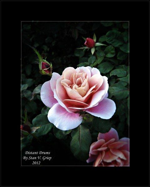 Buck Roses: Learn More About Dr. Griffith Buck Roses | Gardening Know How