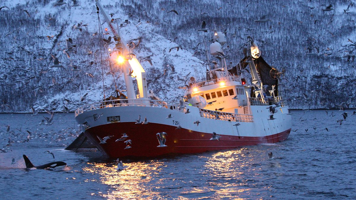 11 ways orcas show their terrifying intelligence | Live Science