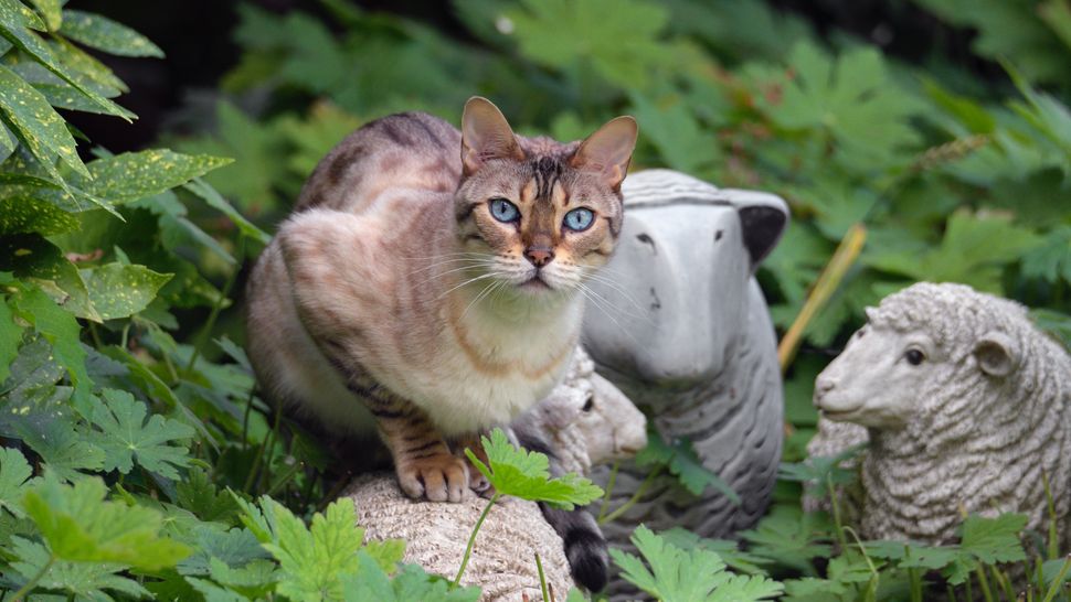 Wild cat breeds: 20 cats with exotic roots | PetsRadar