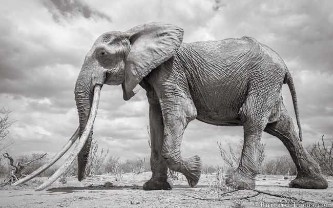 Incredible Photos Capture Last Glimpse of Long-Tusked 'Elephant Queen ...