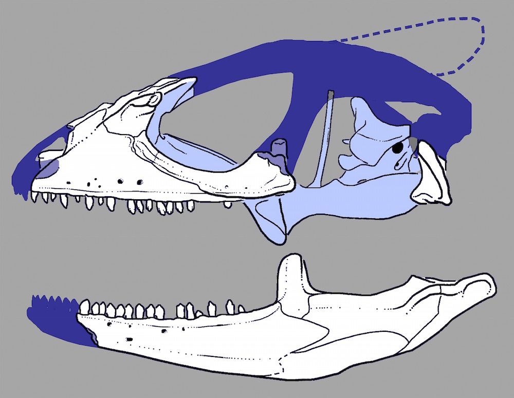 Walk on Water: Photos of Ancient Jesus Lizard Relative | Live Science