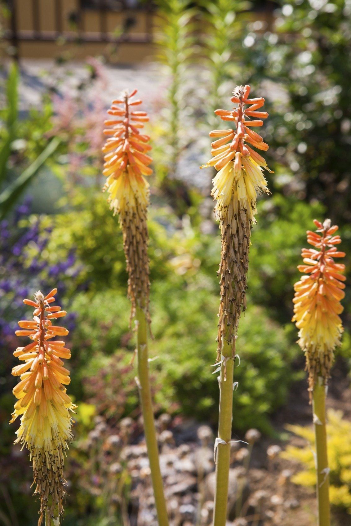 Cutting Back Red Hot Poker Plants: Tips On Pruning A Red Hot Poker ...