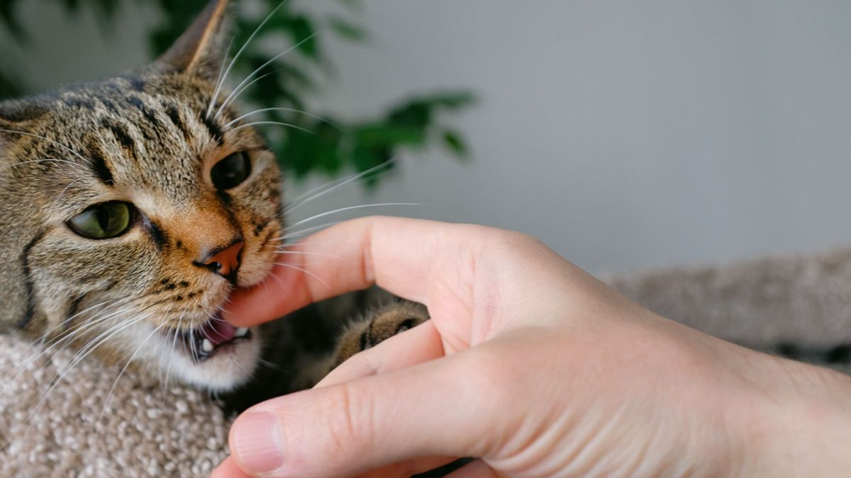 10 weird cat behaviors explained by an expert | PetsRadar