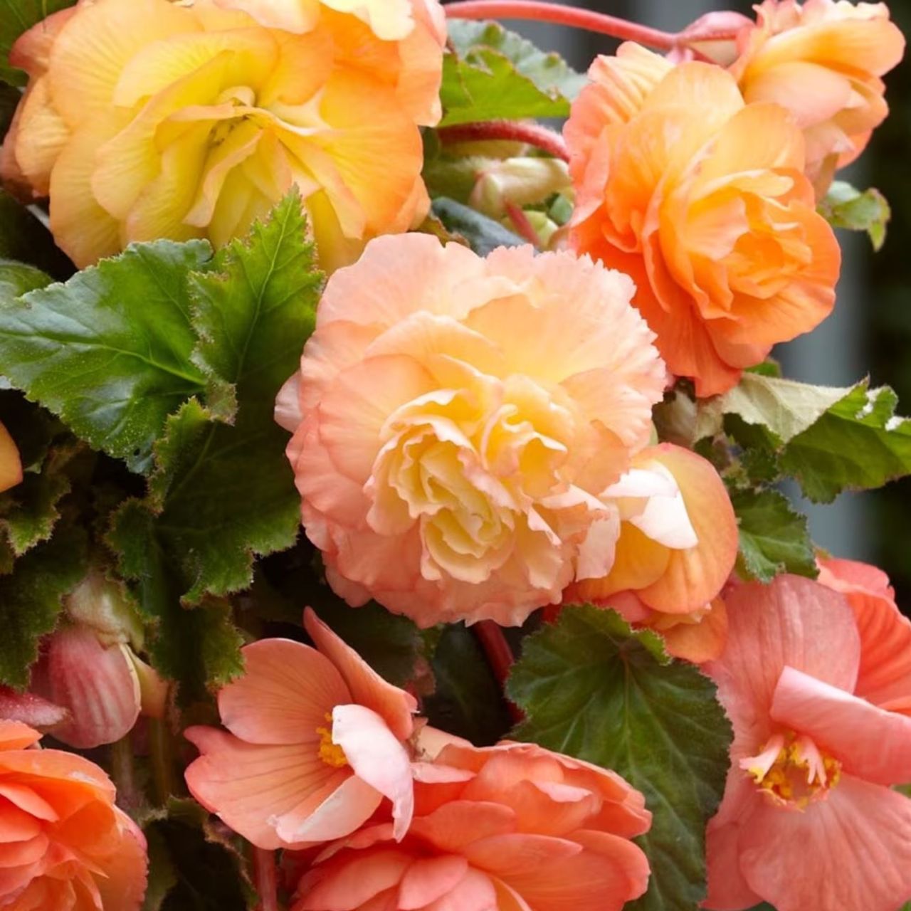 How to grow begonias from tubers – an expert guide | Ideal Home
