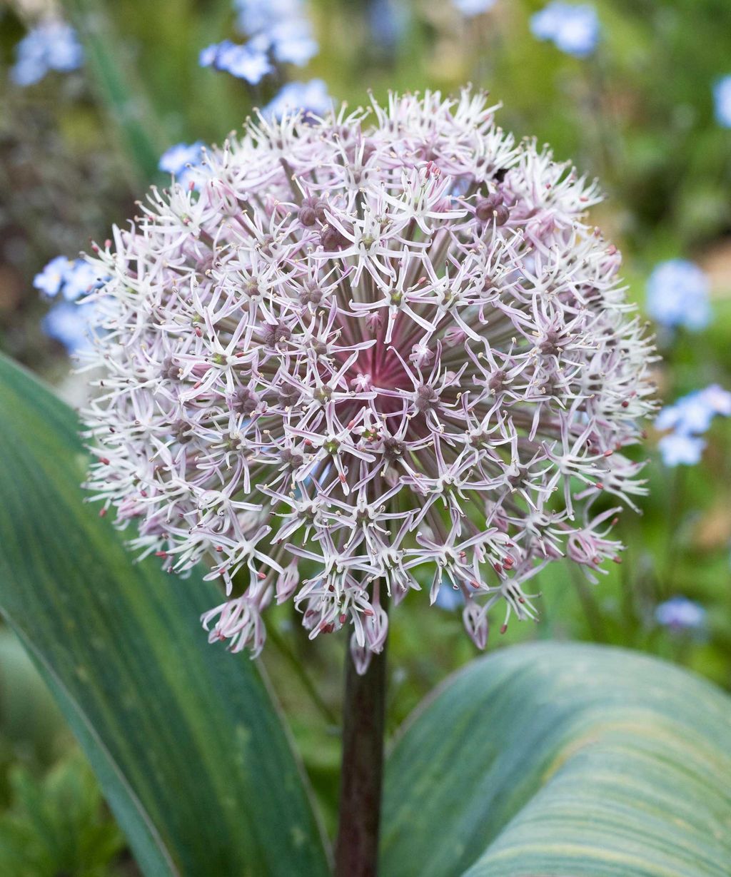 Types of alliums: 15 beautiful bulbs for your garden | Gardeningetc