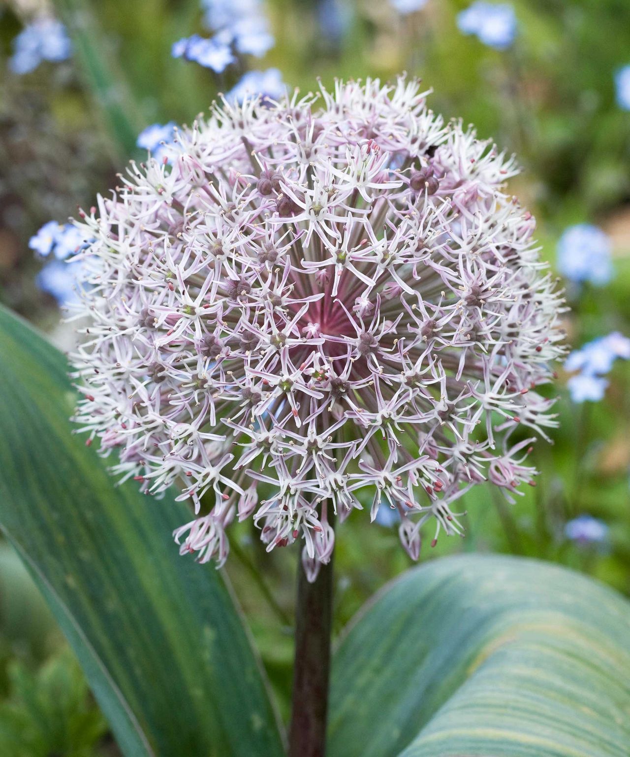 Types of alliums: 15 beautiful bulbs for your garden | Gardeningetc