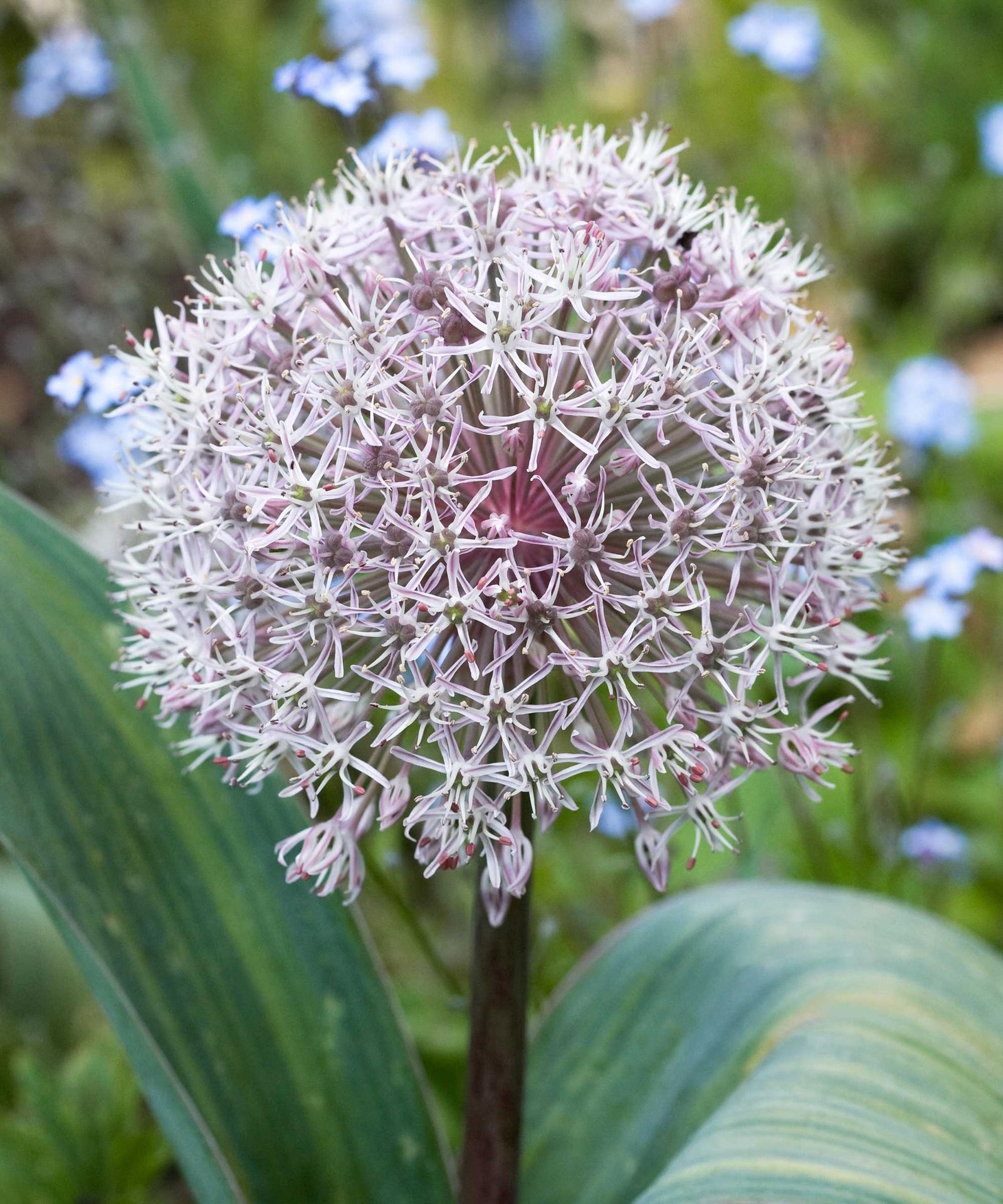 Types of alliums: 15 beautiful bulbs for your garden | Gardeningetc