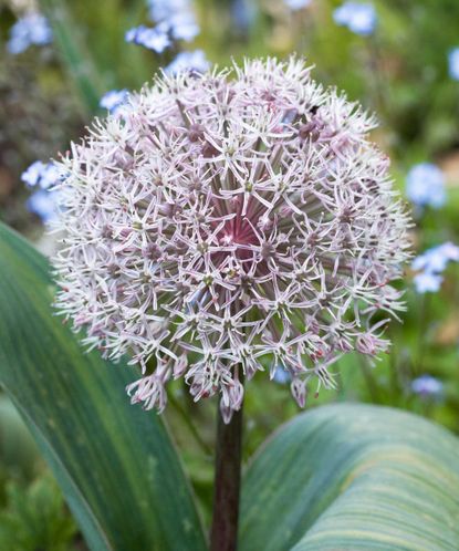 Types of alliums: 15 beautiful bulbs for your garden | Gardeningetc