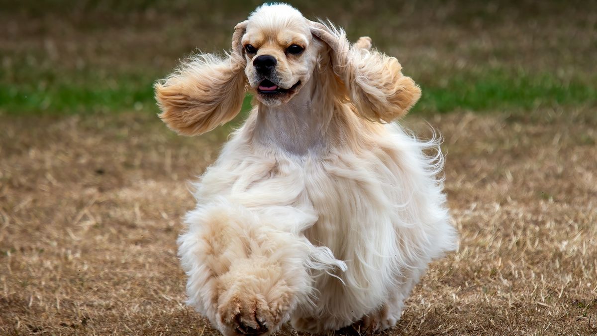32 brachycephalic animal breeds | PetsRadar