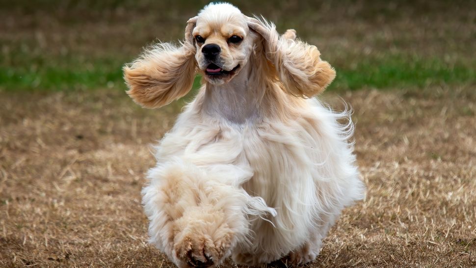 32 brachycephalic animal breeds | PetsRadar 32 brachycephalic animal breeds | PetsRadar