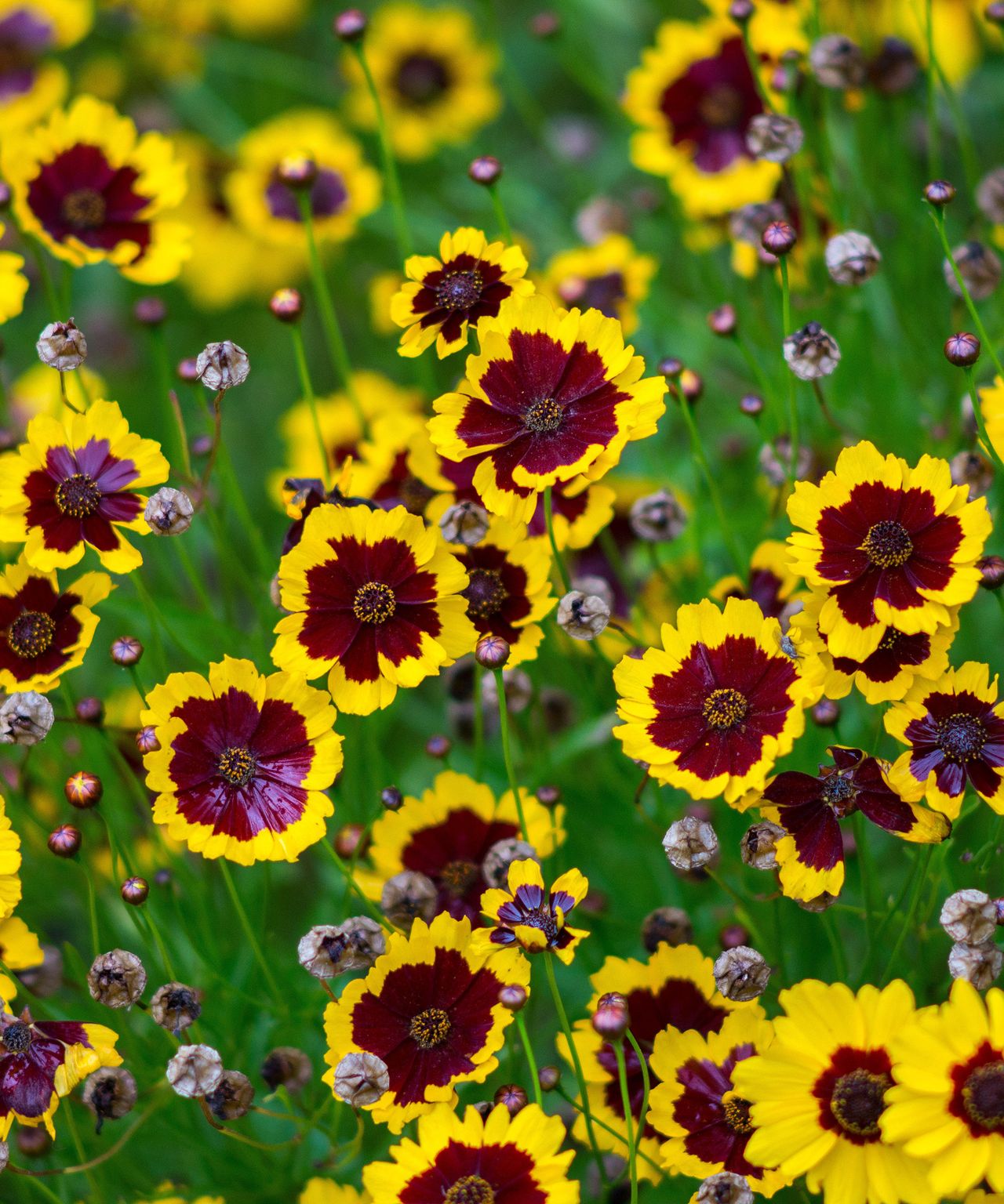 Best dye plants: 12 picks for making homemade natural dyes | Gardeningetc