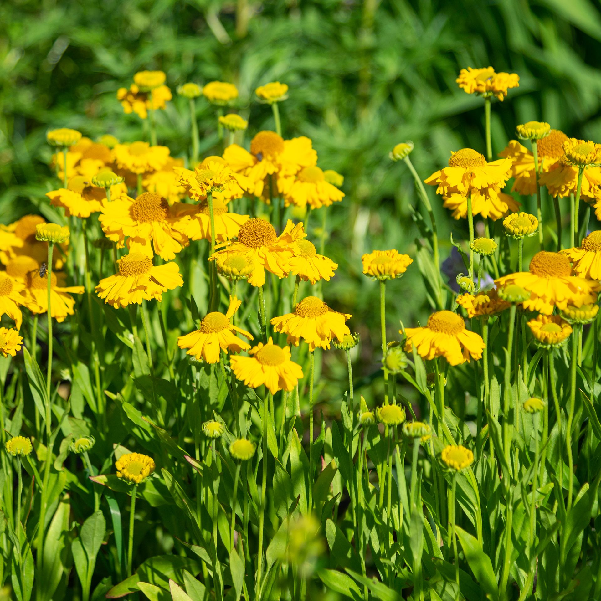 The best flowering plants to grow in August for late blooms | Ideal Home