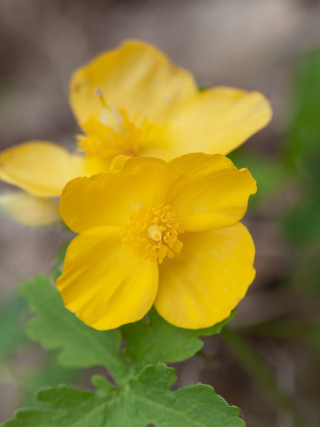 Celandine Poppy Wildflowers - Growing Celandine Plants In The Garden ...