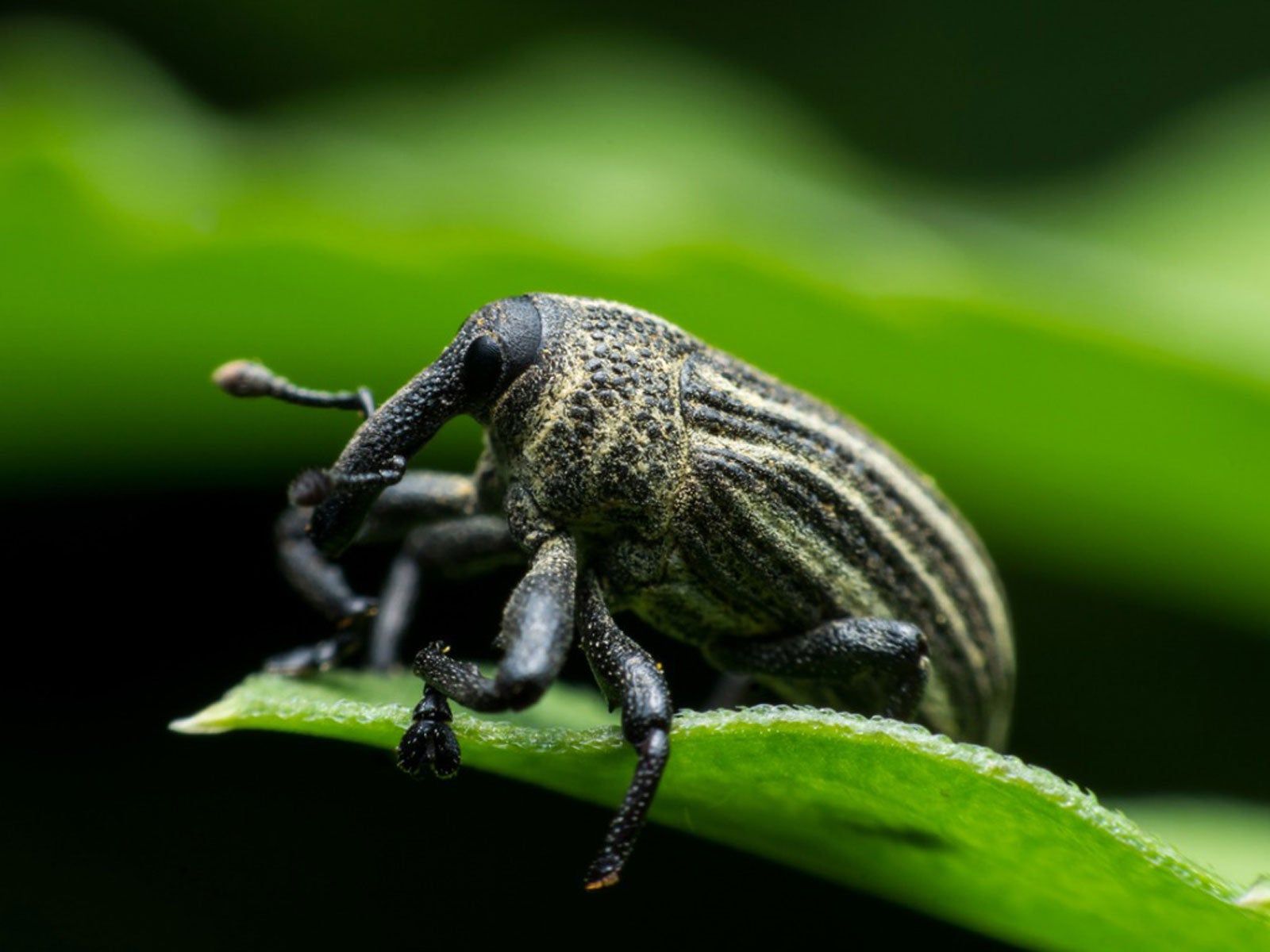 Are Boll Weevils A Problem: Cotton Boll Weevil Damage And Treatment ...