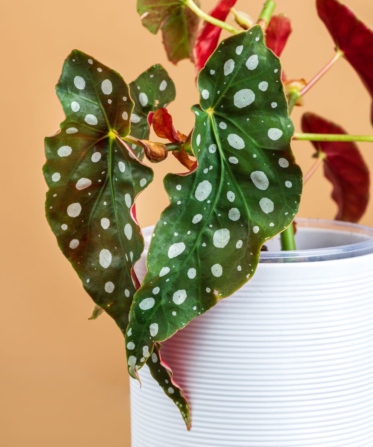 How to care for a polka dot begonia: 5 expert tips | Homes and Gardens