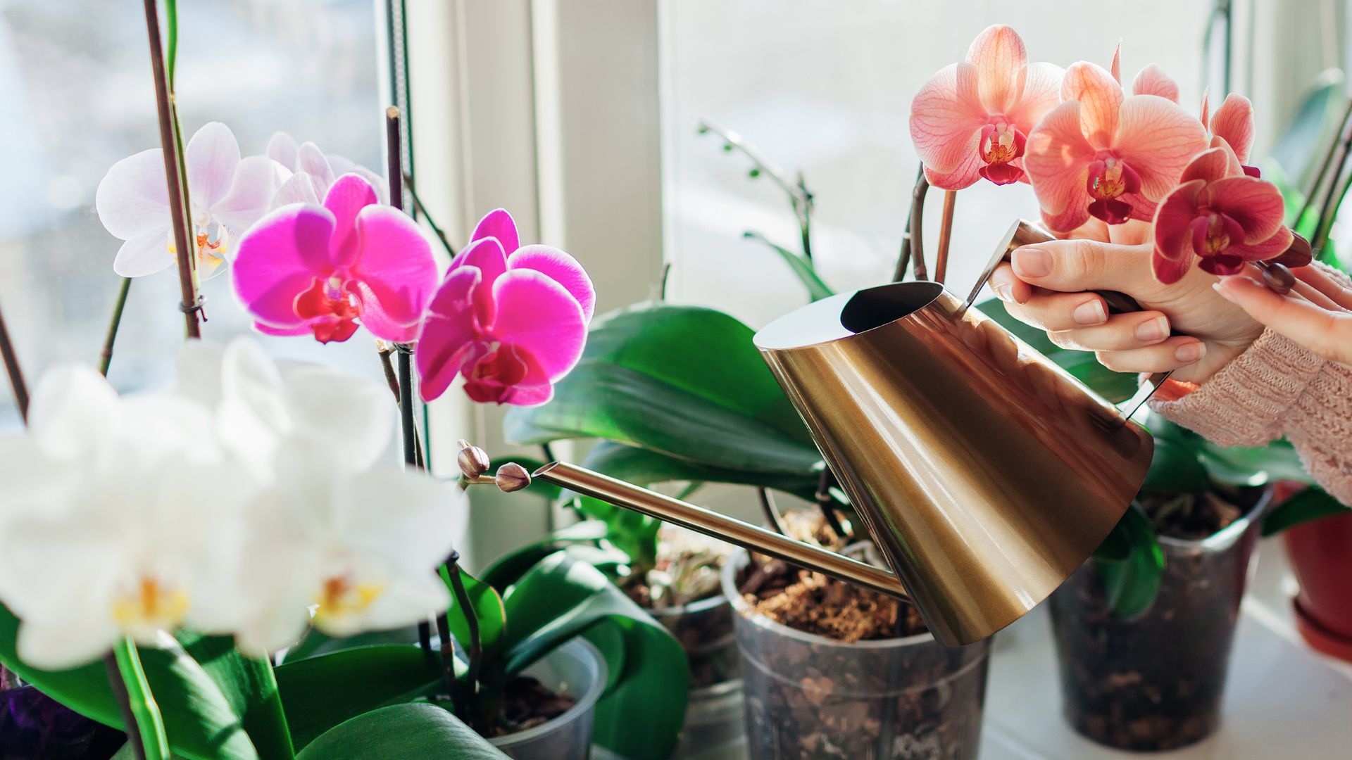How Often To Water Orchids – The Definitive Guide | Gardening Know How