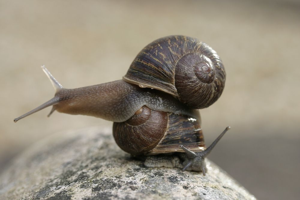 Photos: 'Lefty'-Shelled Snails Have 'Righty' Babies | Live Science