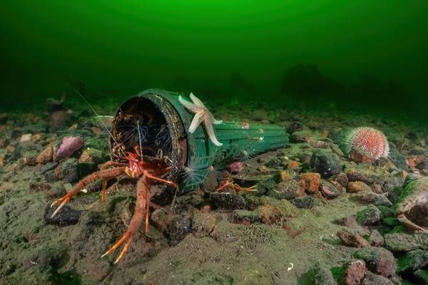 Boxing match between crabs in amazing underwater photo | Digital Camera ...
